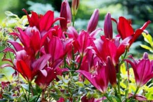 11 Beautiful Traditional Italian Flowers You Should Try Growing